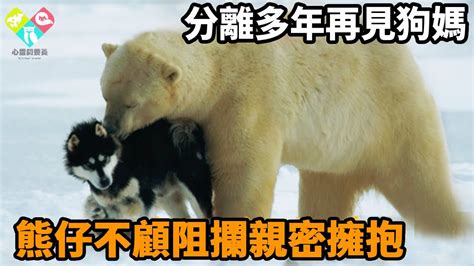 被棄熊崽被狗媽餵養長大，分離多年再見，棕熊不顧阻攔親密擁抱養母熊 狗狗 收養 不可思議 感動 心靈飼養員 Youtube