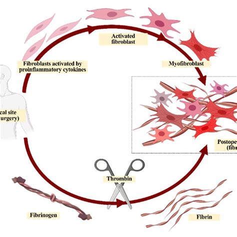 Structures Of Synthetic Polymers Download Scientific Diagram
