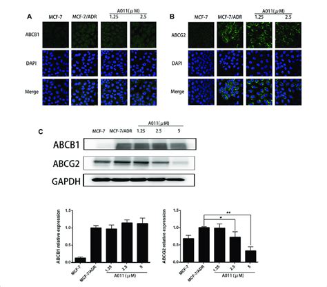 Effect Of A011 On The Expression And Intracellular Localization Of