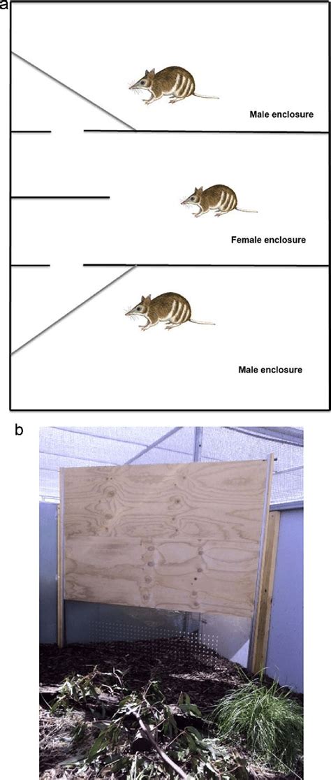 1a Diagram Of Experimental Mate Preference Set Up Showing Relative