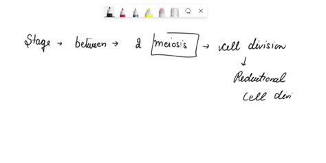 Solved Question Point After The Completion Of Meiosis A Cell Will Enter Before