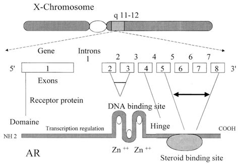 Gene Expression And Structure Of The Androgen Receptor Download