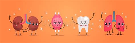 Graciosa Mascota Anatómica Hueso Vejiga Urinaria Uterus Intestinos