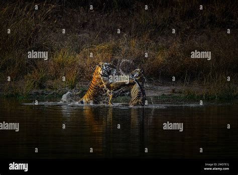 Father Son Duo Playing In The Water India Comical Images Show A Royal