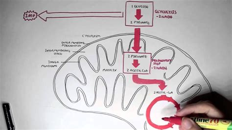 Human Metabolism Map Cellular Respiration Glycolysis And The Krebs