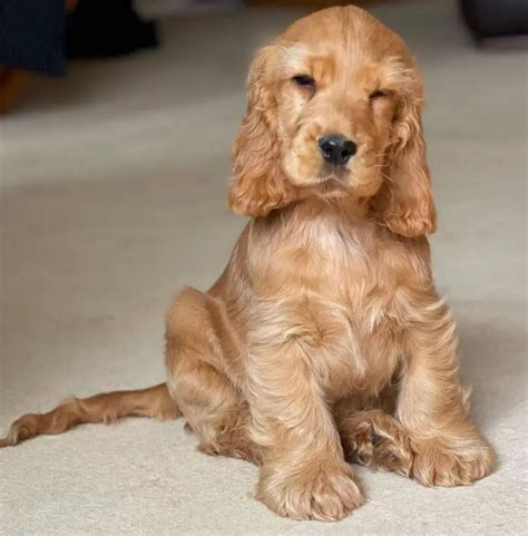 10 Fun Facts About English Cocker Spaniels