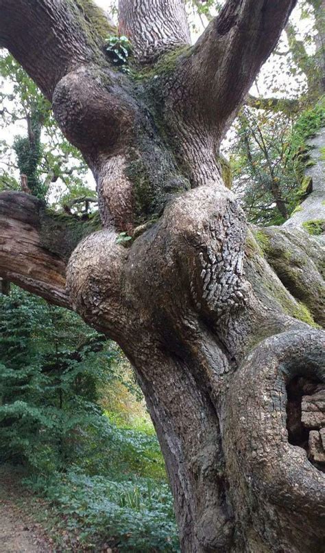 Does The Tree Look Sus Asexuality Amino
