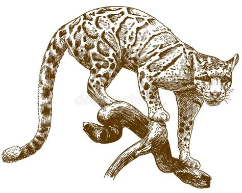 Clouded Leopard Pattern Background Stock Vector Illustration Of