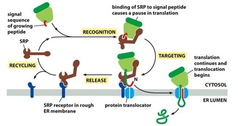 Getting Into The Cell Flashcards Quizlet