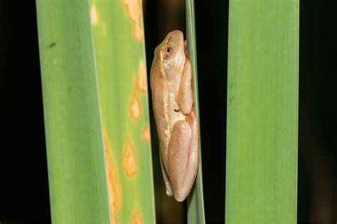 Four New” Frog Species To Celebrate On Save The Frogs Day
