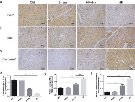 A B C Immunohistochemical Expressions Of Bcl 2 Bax And Caspase 3