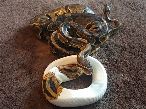 Piebald Ball Python To Het Pied Ball Python Reptile Shows Of New England