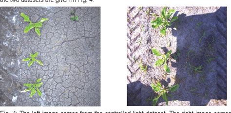 Figure 4 From A Robust Plant Localization And Identification System For