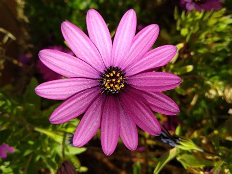 Cape Marguerite Virág Üzem Ingyenes fotó a Pixabay en Pixabay