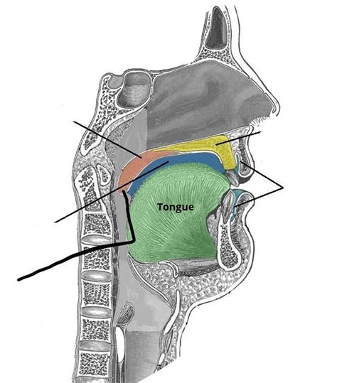 Oral Cavity Diagram Quizlet