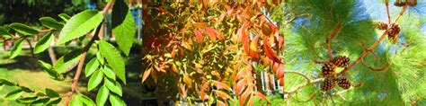 Tree Selection And Care Department Of Forestry And Fire Management