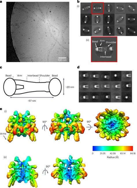 John Jenco On Linkedin Fibrillin Microfibril Structure Identifies Long