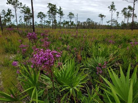 Orange County Updated Rules This Month To Protect Wetlands