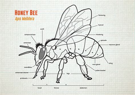 Honey Bee Anatomy And Lifecycle Behance