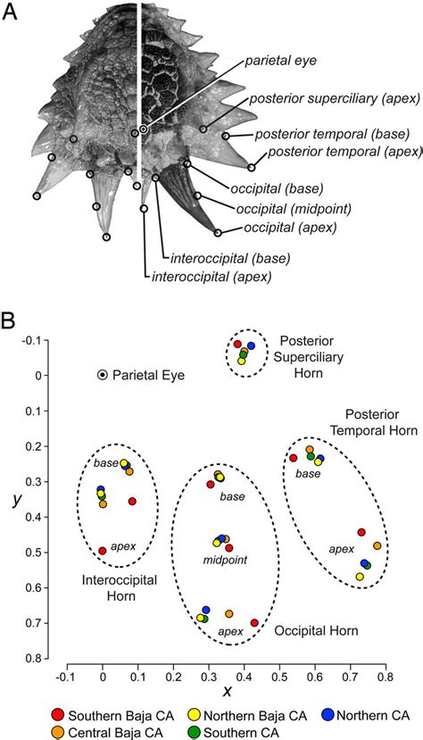 Geographic Variation In Cranial Horn Shapes A Cranial Horn Shape