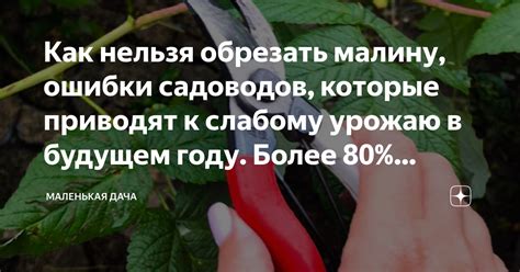 Как нельзя обрезать малину ошибки садоводов которые приводят к