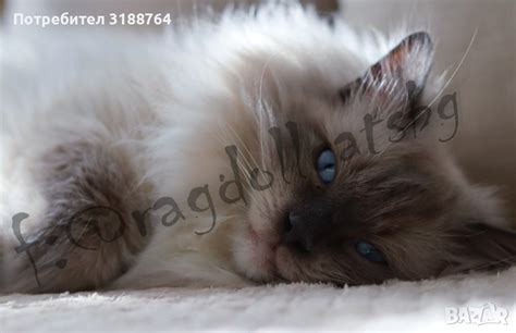 Регдол мъжки котарак търси дама в Други в гр Бургас Id43549749