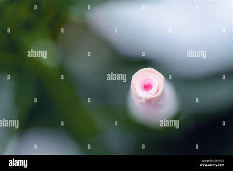 Beautiful Close Up Flowers Stock Photo Alamy