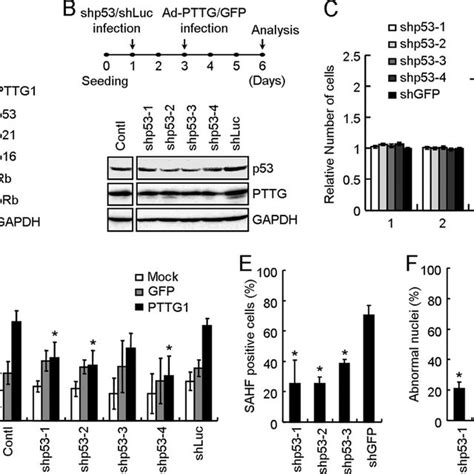 Pttg1 Overexpression Inhibits Normal Cell Proliferation A 1 10 5