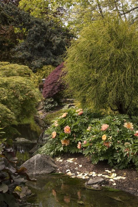 Weeping Threadleaf Arborvitae