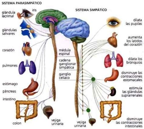 Psicofisiologia Mind Map