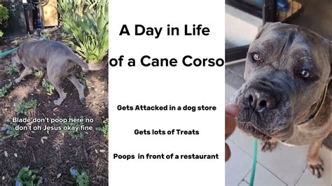 Cane Corso Gets Attacked In A Dog Store Gets Lots Of Treats Gets To