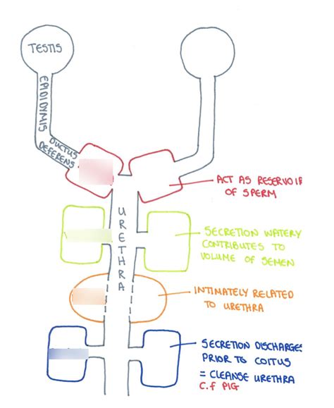 Diagram Of Accessory Sex Glands Diagram Quizlet