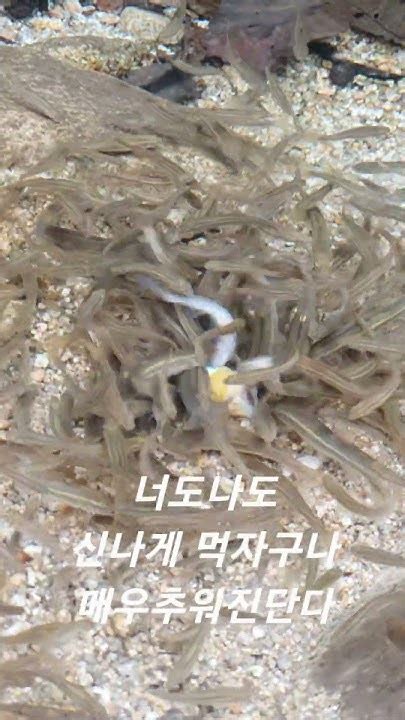 평생한번 Youtube