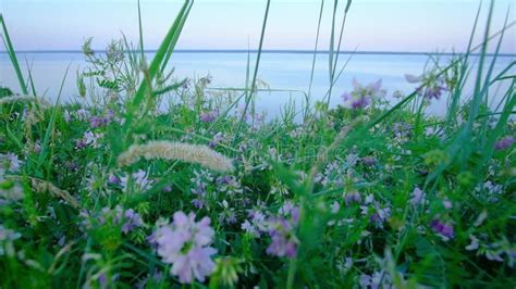 Tall Grass And Beautiful Flowers Close Up On The Ocean Plants And Tall