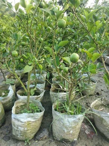 Well Watered Green Kinnow Fruits Plant At Rs 120 Piece In Chittorgarh