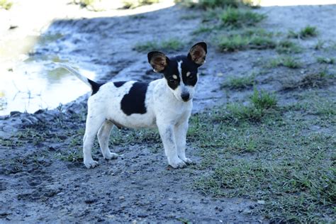 Dog Swollen Stomach No Pain Causes And How To Stay Sane