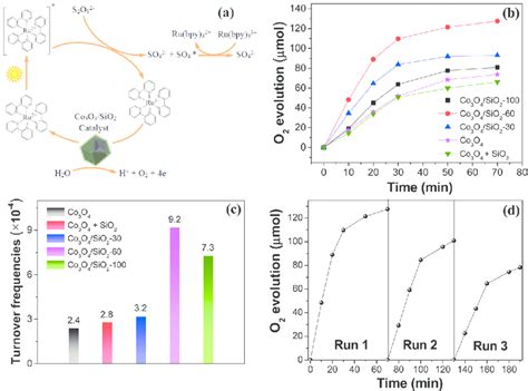 A A Schematic Process Of Visible Light Driven Oxygen Evolution In The Download Scientific