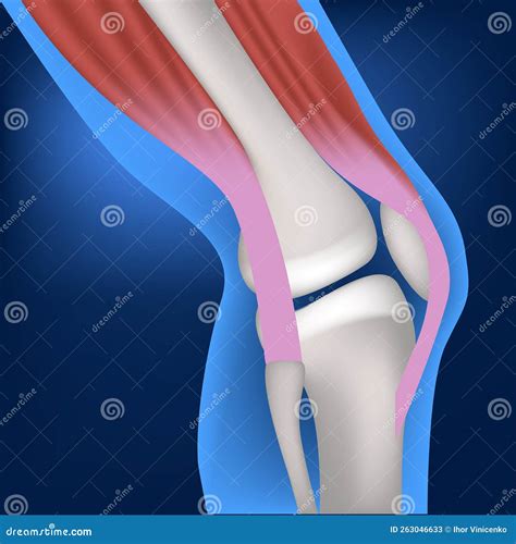 Anatomía De Los Huesos De La Articulación De La Rodilla Con Ratones