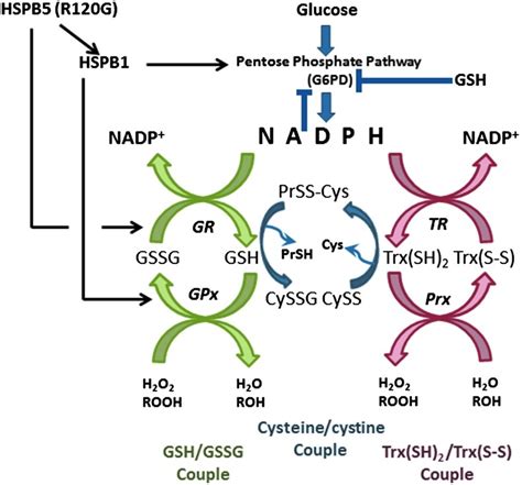 Reductive Stress Linked To Small Hsps G6pd And Nrf2 Pathways In Heart