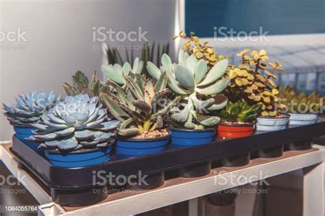 지방산 및 다른 Succulents 저장 공간에 선반에 냄비에 식물의 재생산 0명에 대한 스톡 사진 및 기타 이미지 0명