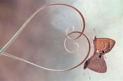 Premium Photo Butterflies Mating In Art Place