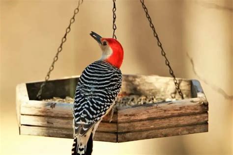 8 Species Of Woodpeckers In Kansas Pictures Bird Feeder Hub