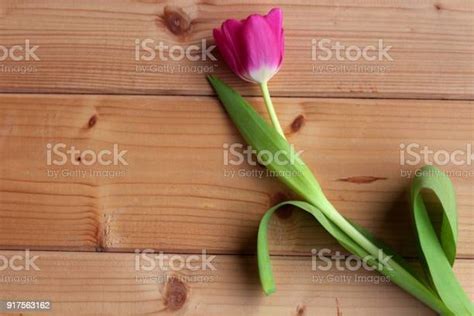 나무 배경 복사 공간에 핑크 튤립의 오버 헤드 보기 튤립 닫습니다 당신의 인사에 대 한 공간을 가진 부활절 카드 0명에 대한