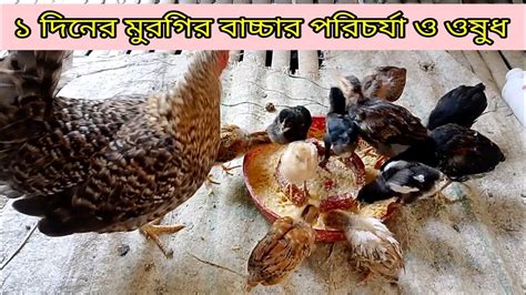 ১ দিনের মুরগির বাচ্চার পরিচর্যা ও ঔষধ । দেশি মুরগি লালন পালন পদ্ধতি