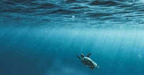 Día Mundial De Los Océanos ¿por Qué Son Tan Importantes Y Cuáles