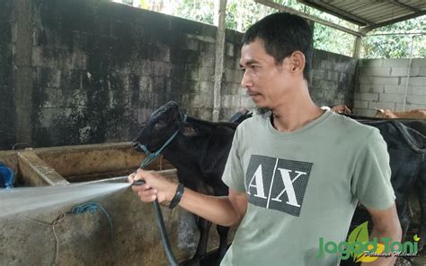Ternak Sapi Lebih Menguntungkan Dibandingkan Ngantor Jagad Tani