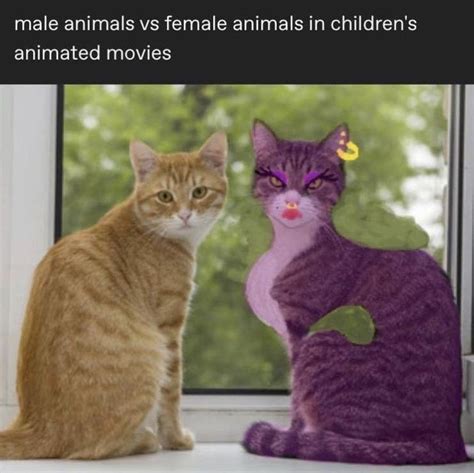 Cat Memes Funny Memes Jokes Reaction Pictures Funny Pictures Anime