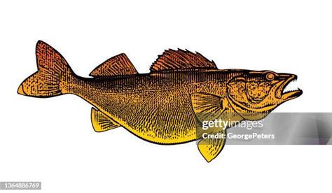 Walleye Pike Fish Photos And Premium High Res Pictures Getty Images