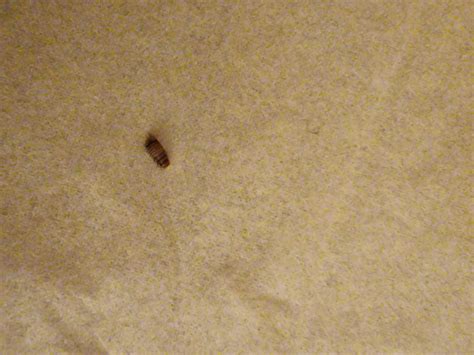 Which Bug Bit Me Rinsects