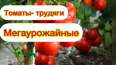Раннеспелые ТОМАТЫ-ТРУДЯГИ для ОТКРЫТОГО ГРУНТА - YouTube
